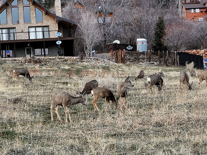 In Midway, deer are less "wildlife" and more "neighbors who occasionally eat your garden but you forgive them anyway."