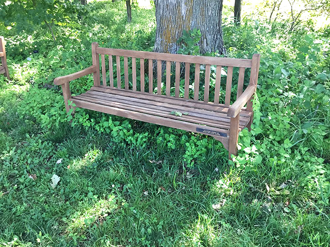 This weathered bench, nearly consumed by greenery, offers the botanical equivalent of a "Where's Waldo?" seating experience.