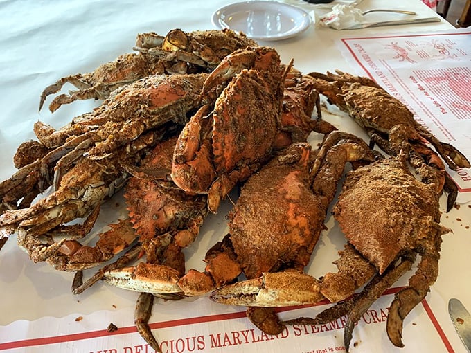 Maryland blue crabs wearing their Old Bay tuxedos&mdash;nature's puzzle boxes filled with sweet meat that rewards those patient enough to crack the code.