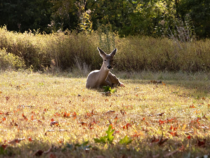 Excuse me, I'm on my lunch break. This relaxed resident demonstrates the art of midday meditation better than any yoga instructor.