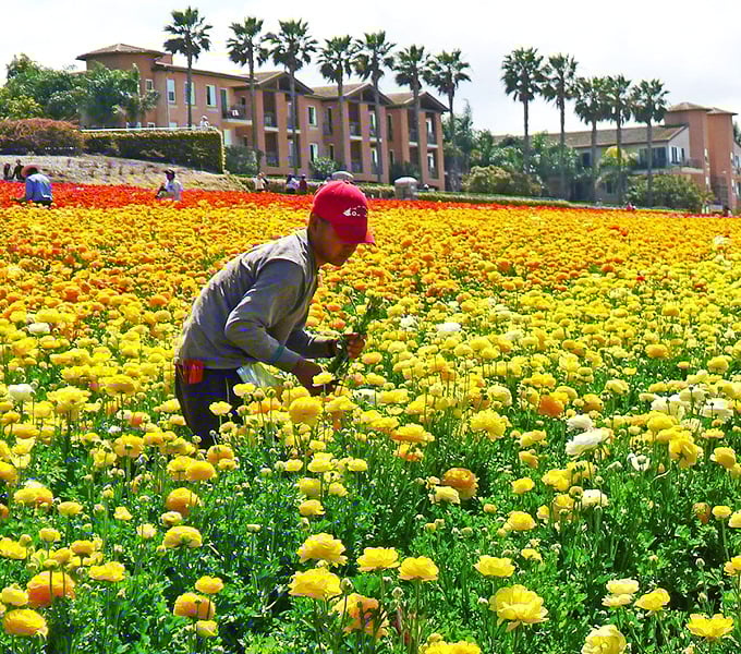 Behind every perfect bloom is someone who cares for it. California farming tradition continues in technicolor splendor.