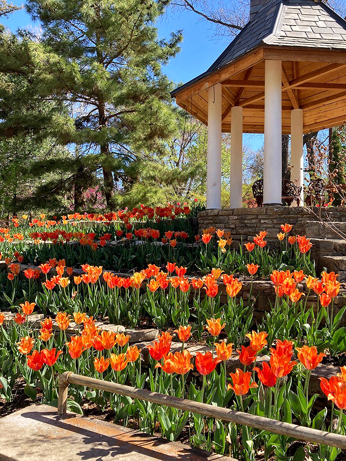 The gazebo stands like a classical temple, surrounded by fiery orange tulips that seem to worship the sun.