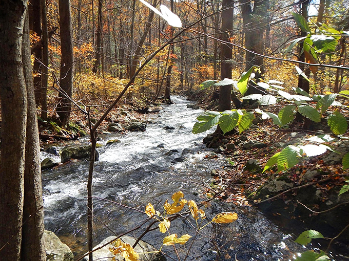 Mother Nature at her finest&mdash;a gentle river winding through golden autumn leaves. It&rsquo;s the kind of place that makes you want to ditch your phone and just listen to the water.