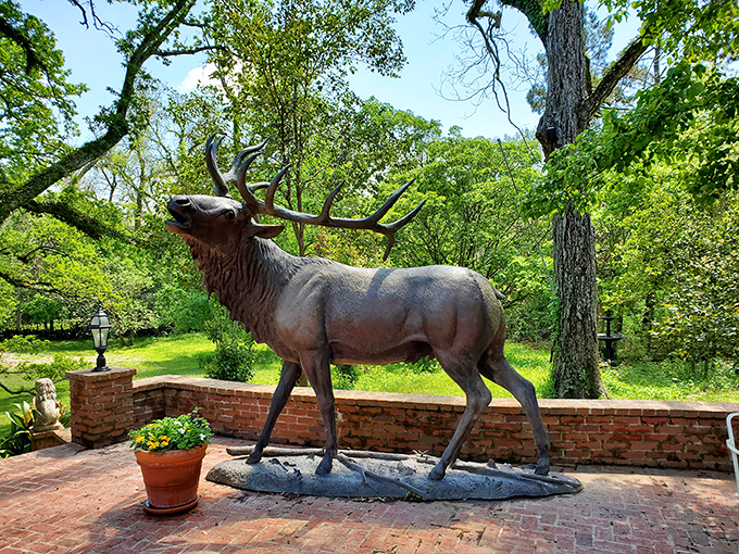 This majestic elk statue stands guard in a garden setting, a bronze reminder of the wildlife that once roamed these Mississippi bluffs.