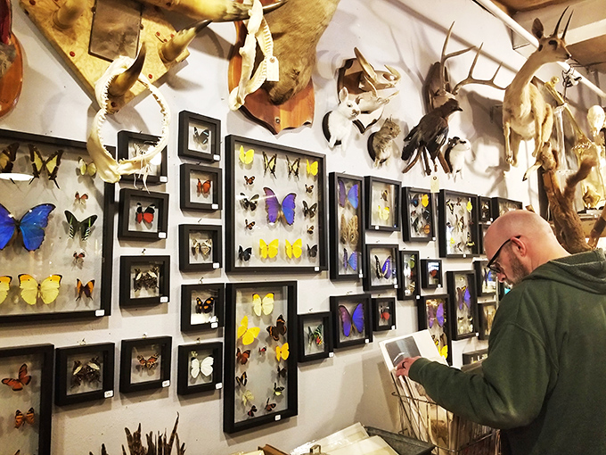 The butterfly collection draws in a curious browser. Nature and art merge in these delicate specimens, preserved like colorful time capsules.