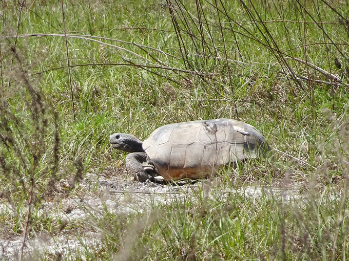 This gopher tortoise doesn't care about your schedule—he's been practicing the art of slow living since before it was trendy.