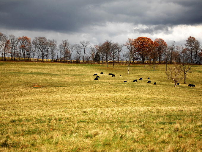 Moody skies create dramatic backdrops for grazing cattle, proving that even storm clouds add character to Virginia's pastoral poetry.