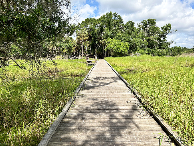 The boardwalk stretches across wetlands like nature's catwalk, where instead of fashion models, you might spot herons striking their elegant poses.