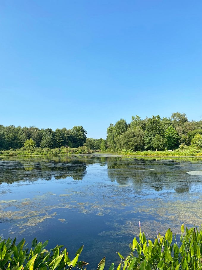 Mother Nature showing off at Buckeye Woods Park with a mirror-like pond that reflects Ohio's sky so perfectly it's almost showing off.
