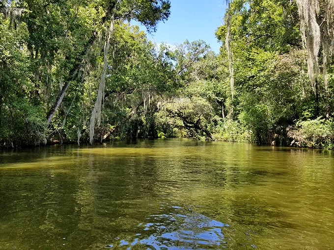 The Dora Canal's cypress-lined waters create a natural cathedral where Spanish moss hangs like nature's own attempt at decorative lighting.