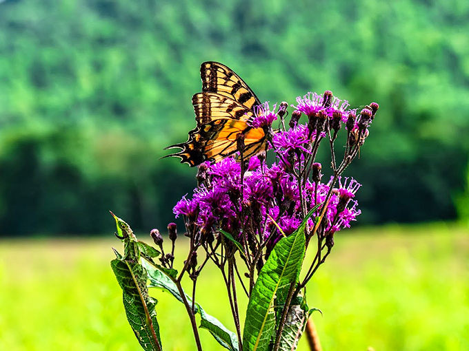 The butterfly didn't just land here&mdash;it made a conscious real estate decision. This purple ironweed creates the perfect dining spot for winged connoisseurs.
