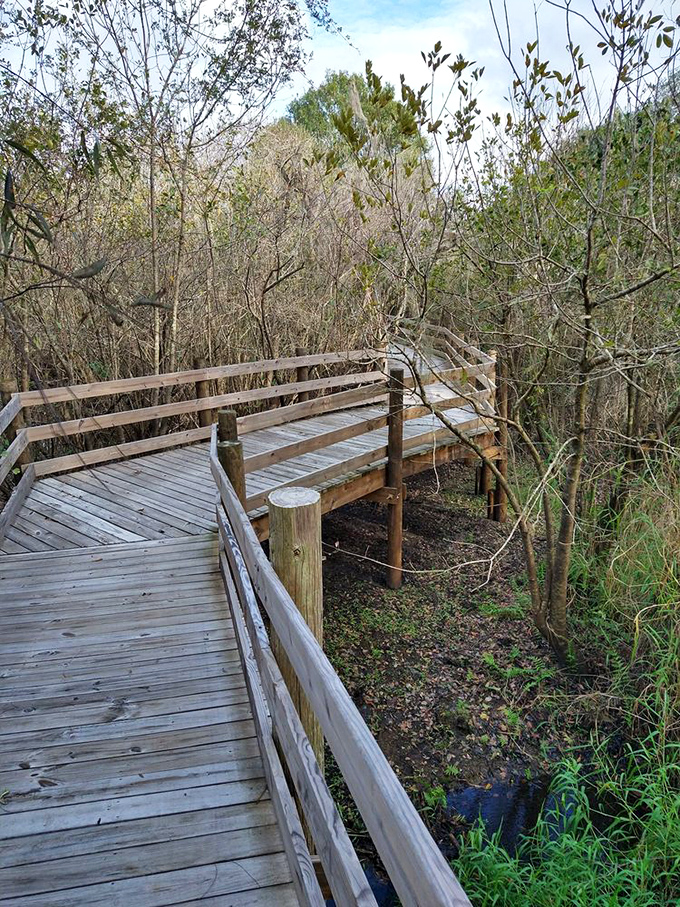 The nature trail boardwalk invites you to wander through Florida's wild side, a wooden pathway that whispers, "The alligators probably won't bother you."