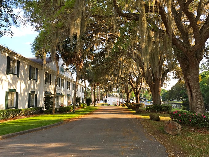 Spanish moss drapes over oak trees lining this historic property. The golden afternoon light transforms Crystal River's Plantation resort into a scene from a Southern novel.