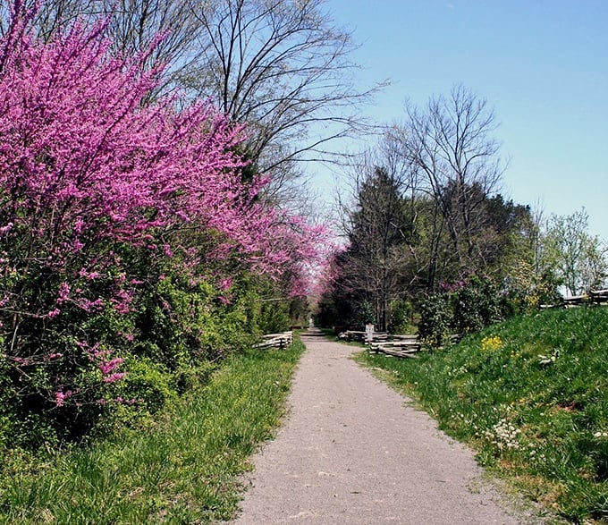 Spring transforms the trail into a tunnel of redbud blossoms&mdash;nature's way of apologizing for the brutal winter the pioneers endured.