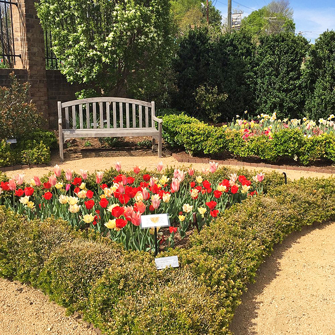A weathered bench offers front-row seats to nature's greatest show, where tulips perform their colorful spring ballet without charging Broadway prices.
