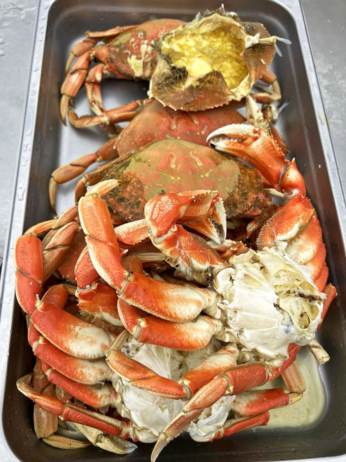 Dungeness crabs in all their orange-armored glory, waiting to surrender their sweet meat to anyone brave enough to wield the crackers.