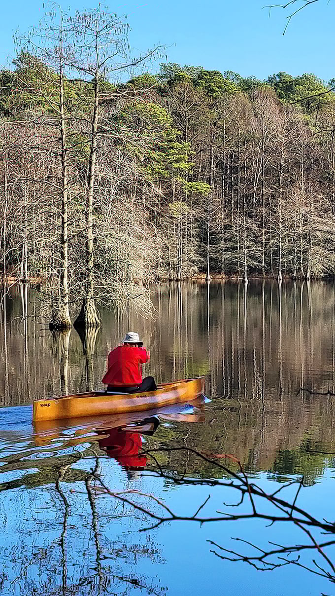 Winter reveals the cypress trees' true character. Like meeting someone without their makeup&mdash;all structure, strength, and surprising beauty.