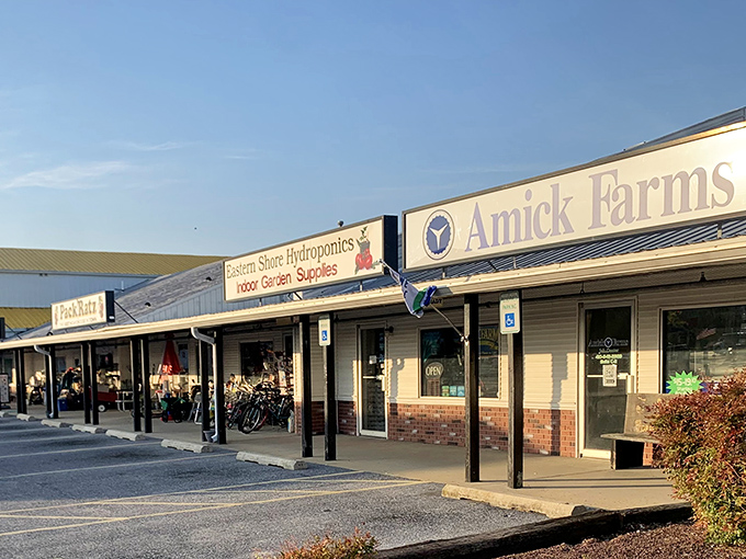 "Out of the Attic" isn't just a clever name&mdash;it's a promise of curated chaos where someone else's discarded memories become your new conversation pieces.