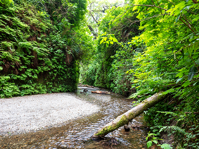 Fern Canyon's walls rise like living tapestries, making you feel like you've stumbled onto a Jurassic Park film set.