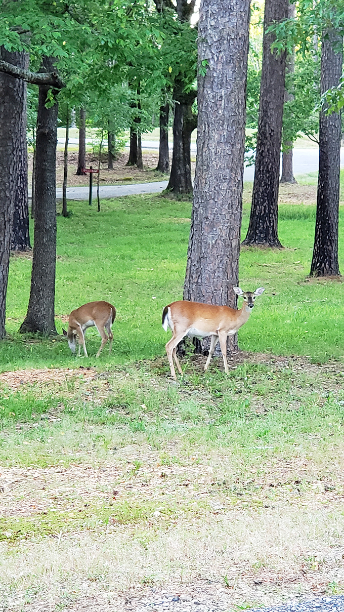 Local residents who never ask for the Wi-Fi password. These deer remind us who the real landowners are.