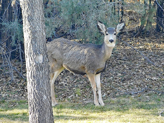 The wildlife in Chadron doesn't just live here&mdash;they're the welcoming committee, appearing when you least expect but most appreciate them.