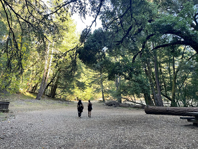 Two explorers venturing into nature's embrace. In a world of screens and noise, this peaceful forest clearing offers the ultimate luxury: genuine tranquility.