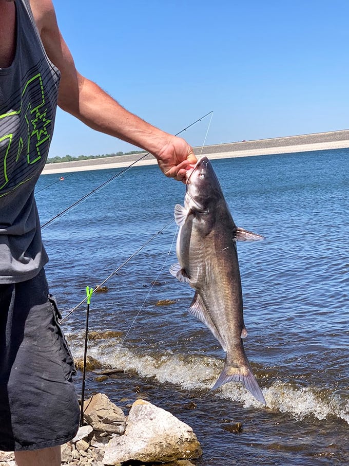Dinner plans confirmed! This impressive catch proves why Milford earned its "Fishing Capital of Kansas" nickname without even breaking a sweat.