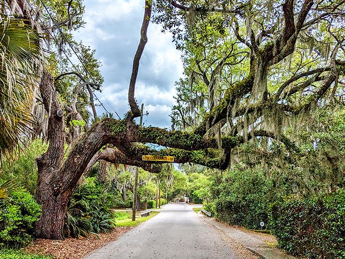 Spanish moss creates nature's own archway, like Mother Nature decided this road deserved its own ceremonial entrance.