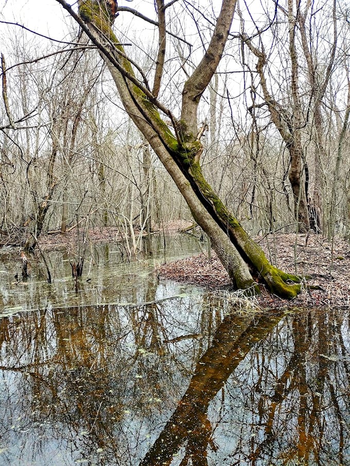 Winter reveals the park's skeleton, where reflective waters mirror bare branches in a scene straight out of a moody indie film.