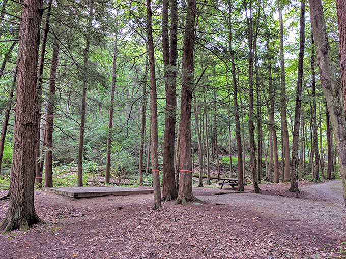 Cathedral-like pines create a sanctuary of silence. The only admission fee? Leaving your stress at the entrance.