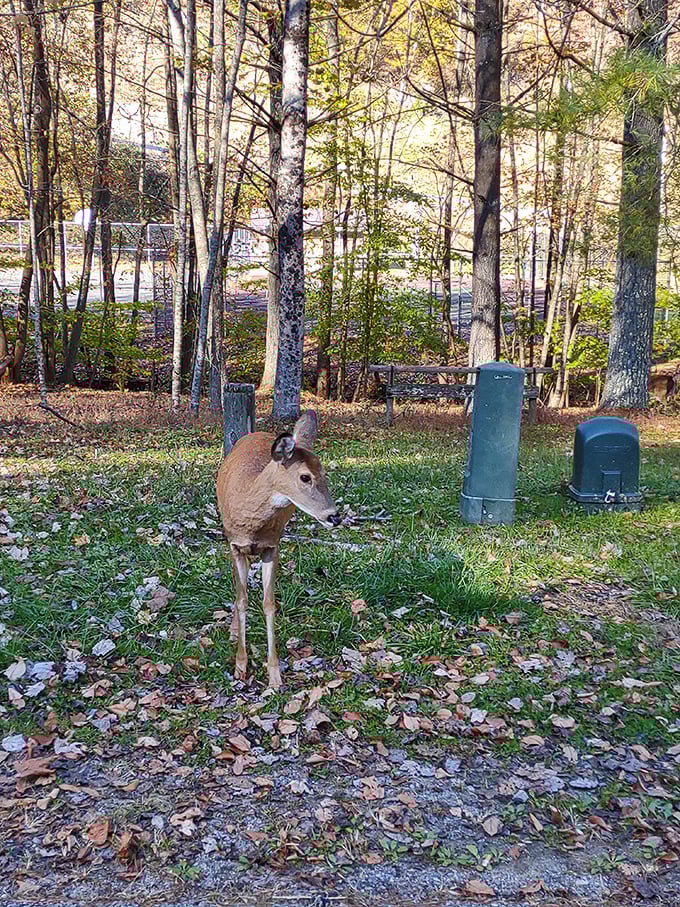 Wildlife encounters happen when you least expect them in Logan County&mdash;this deer clearly hasn't read the "be afraid of humans" memo.