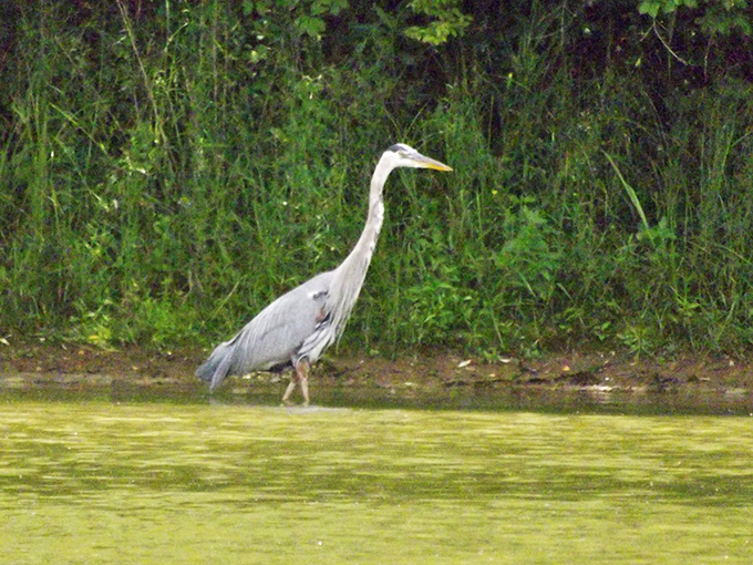 The resident blue heron patrols the shallows with prehistoric elegance. He's been fishing these waters longer than any human with a bass boat.