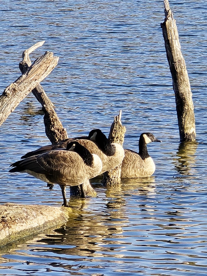 Canada geese, nature's original snowbirds, demonstrating the fine art of lakeside loitering better than any tourist could.