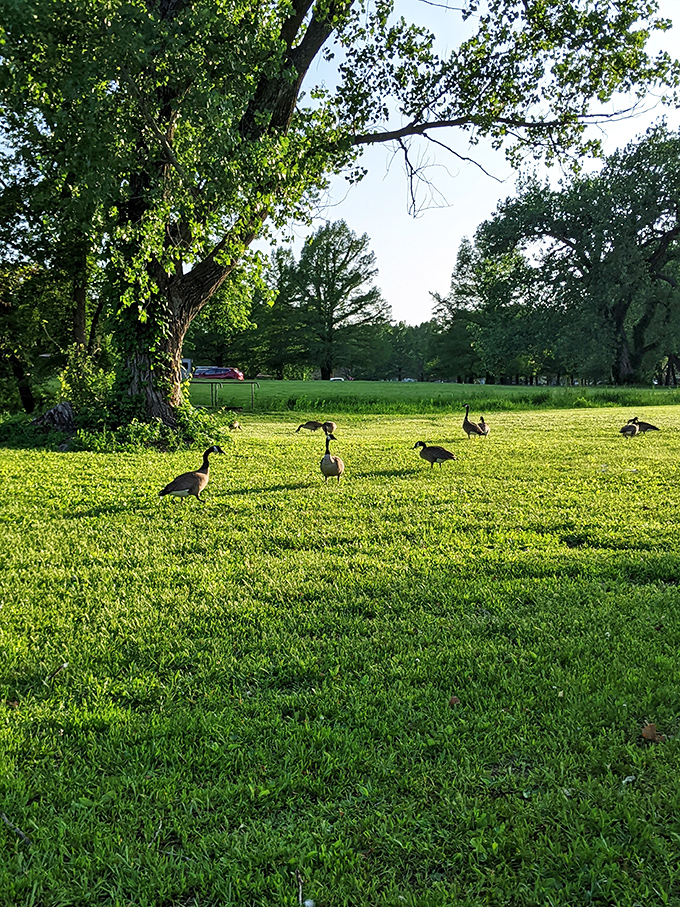 The park's unofficial welcoming committee holds their morning meeting. These Canada geese don't charge admission fees, just respectful distance.