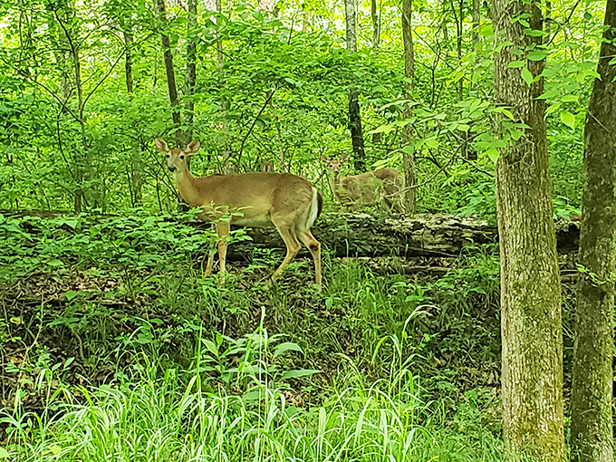 Local resident caught mid-commute&mdash;no traffic jams in this neighborhood, just the occasional pausing to see who's visiting their woodland home.