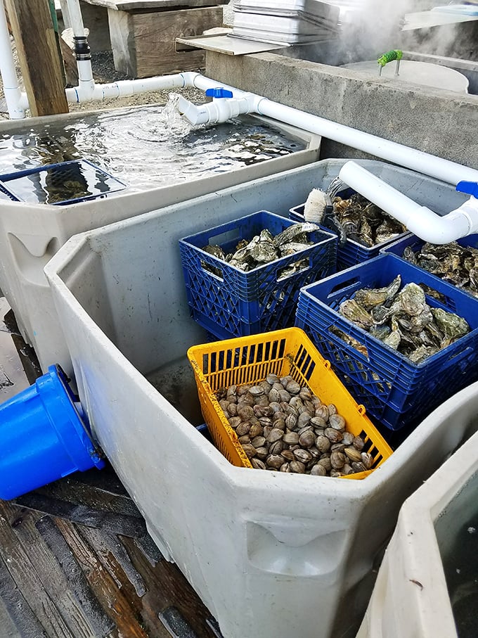 Nature's perfect storage containers: clams, oysters, and crabs waiting their turn. The seafood equivalent of farm-to-table, if the farm were Nehalem Bay.