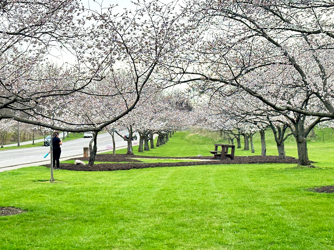 Spring's explosion of cherry blossoms creates tunnels of white petals where walking feels like floating through a perfumed cloud.