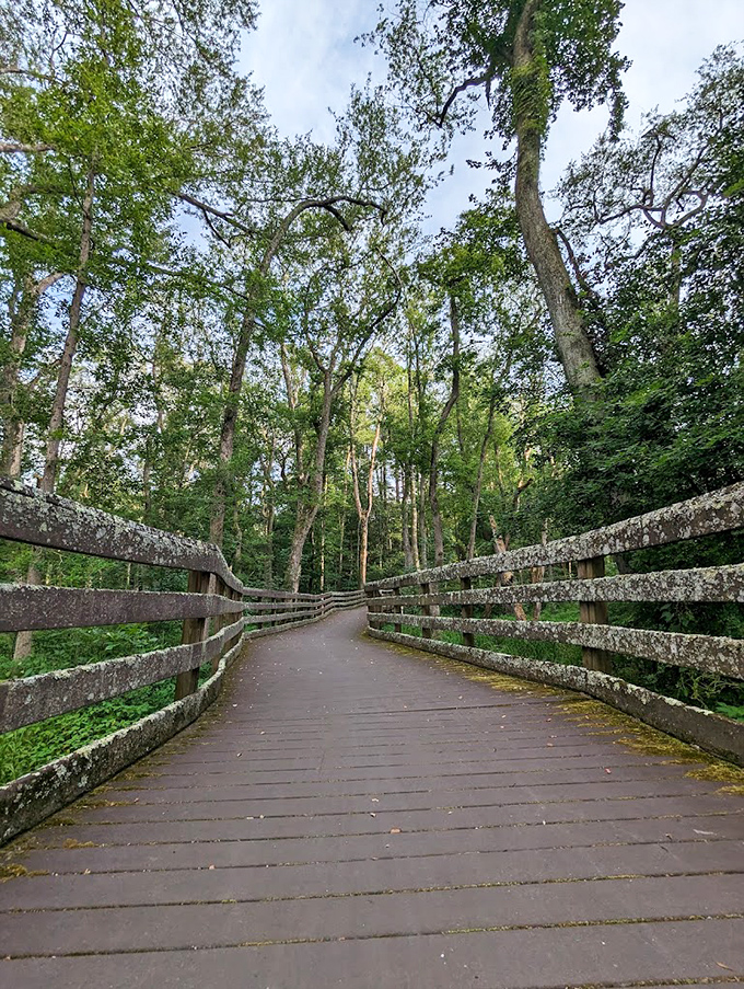 This boardwalk doesn't lead to funnel cakes and carnival games, but something infinitely better&mdash;a front-row seat to nature's quiet masterpiece.