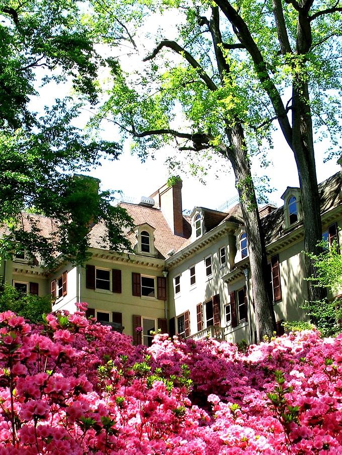 The mansion emerges from its floral embrace like a shy debutante. Those azaleas aren't just blooming&mdash;they're practically throwing a pink parade for the historic home.