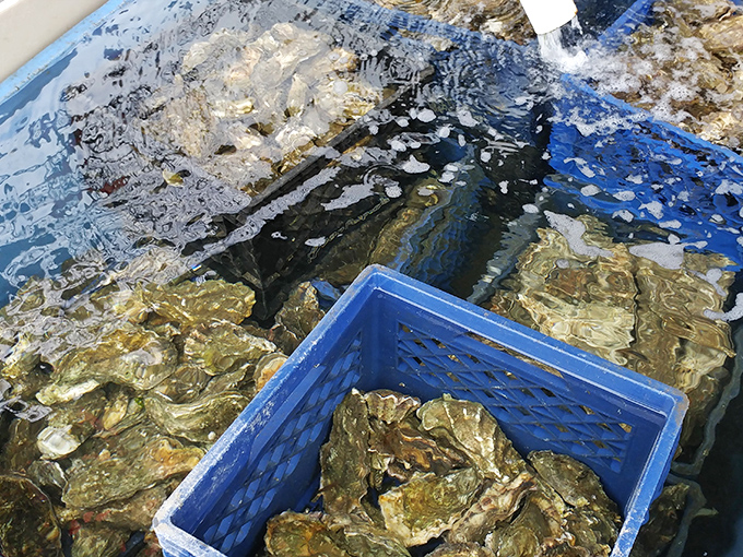 The ultimate "bay-to-tray" experience&mdash;these crustaceans probably had no idea they'd be the stars of someone's lunch just hours ago.