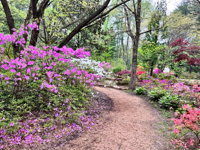 Not all who wander are lost&mdash;especially on this mulch-covered path where purple and pink azaleas create nature's version of a red carpet.