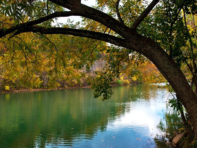Autumn transforms the Spring River into nature's stained glass window, where every ripple catches light like a liquid kaleidoscope.