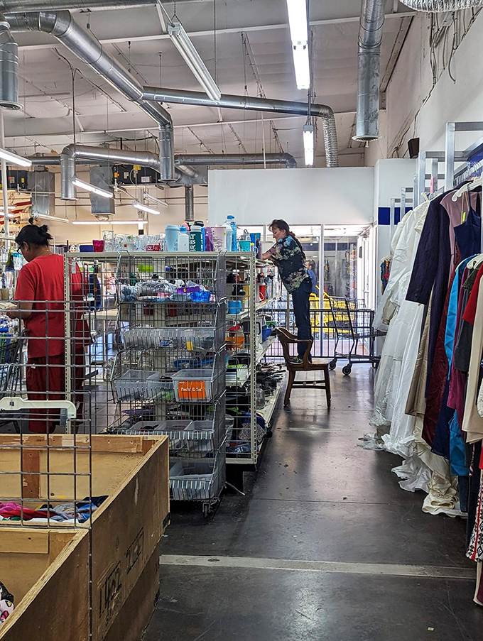 Treasure hunters in their natural habitat. Watch as they navigate the aisles with the focus of Indiana Jones on a quest.