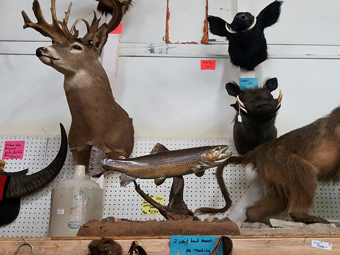 Wisconsin's hunting heritage on full display &ndash; where yesterday's trophies become today's conversation pieces for cabins and man caves alike.