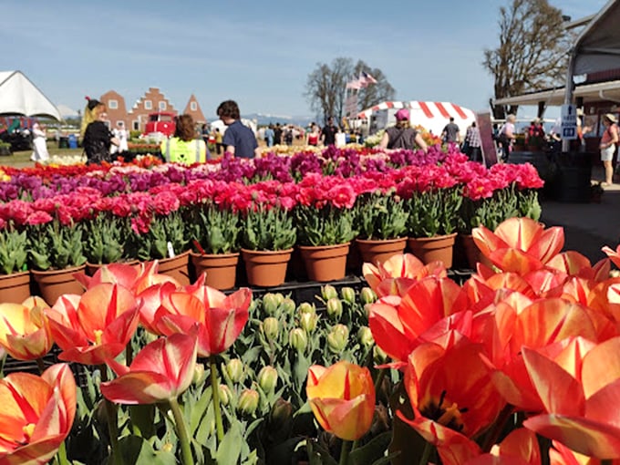 Rows of potted tulips await adoption by eager visitors &ndash; the only impulse purchase that actually improves your karma.