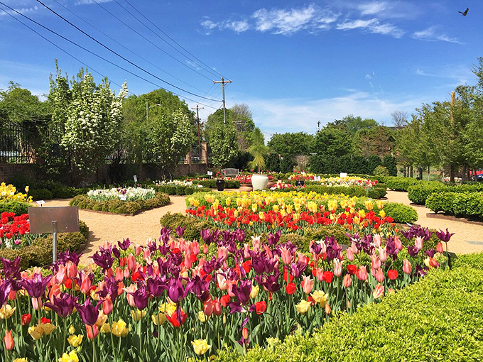 Rainbow riots of tulips stretch toward Carolina blue skies&mdash;like someone spilled the world's most beautiful box of crayons across the garden.