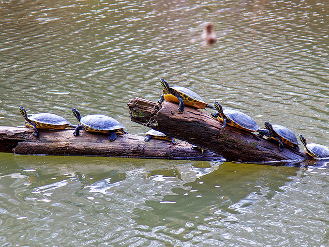Nature's most patient sunbathers lined up like they're waiting for the world's slowest waiter&mdash;these turtles have mastered the art of relaxation.