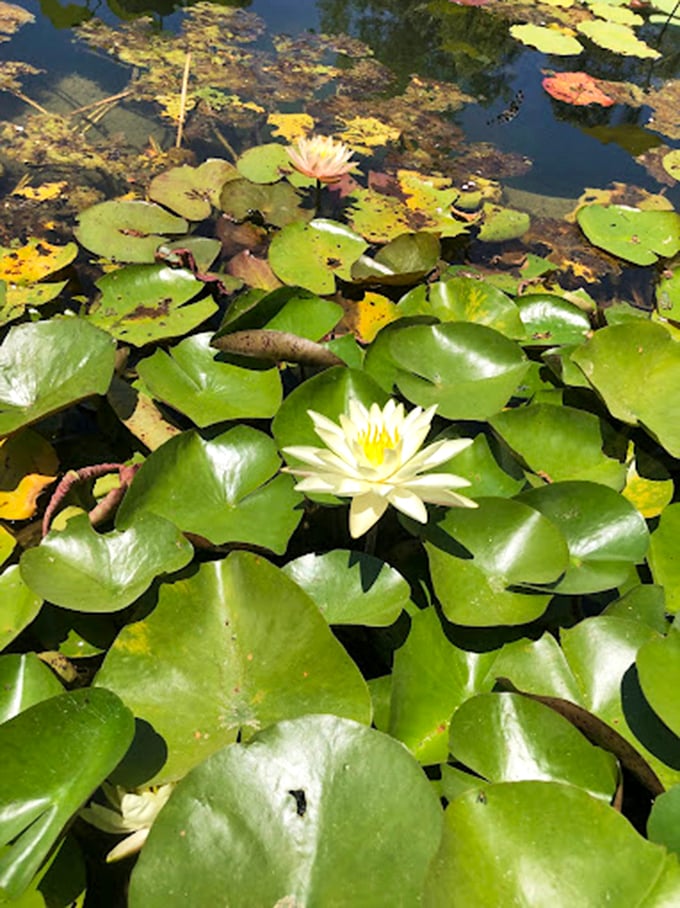 Water lilies unfurl like nature's origami, their perfect geometry floating atop emerald platforms in a display that would make Monet reach for his brushes.