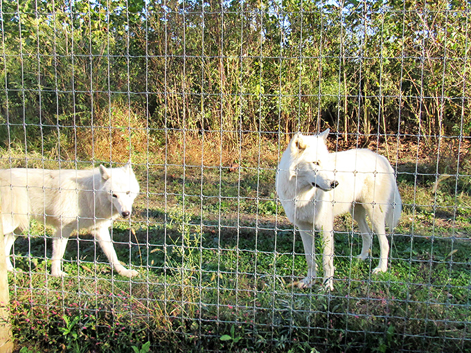 Just outside town, these majestic white wolves remind visitors that Pennsylvania's natural wonders are as compelling as its human-made attractions.
