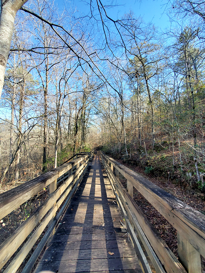 A wooden pathway to serenity. This boardwalk cuts through the forest like a gentle invitation to discover what lies beyond the next bend.